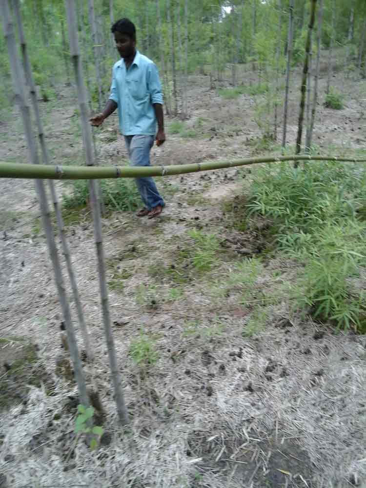 Calcutta Bamboo - Harvesting