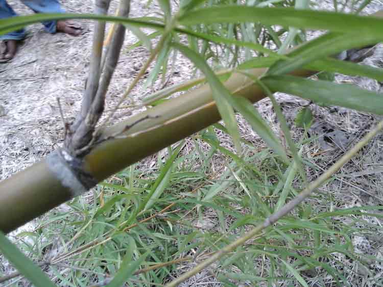 Calcutta Bamboo - Harvesting