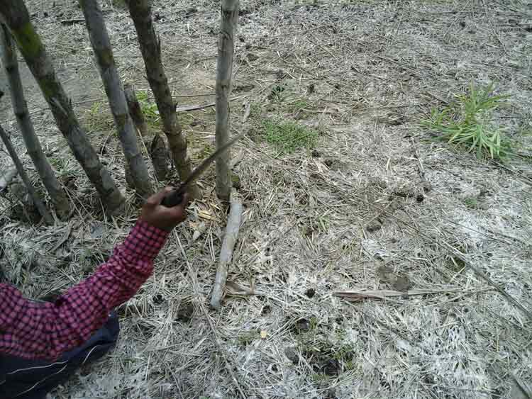 Calcutta Bamboo - Harvesting