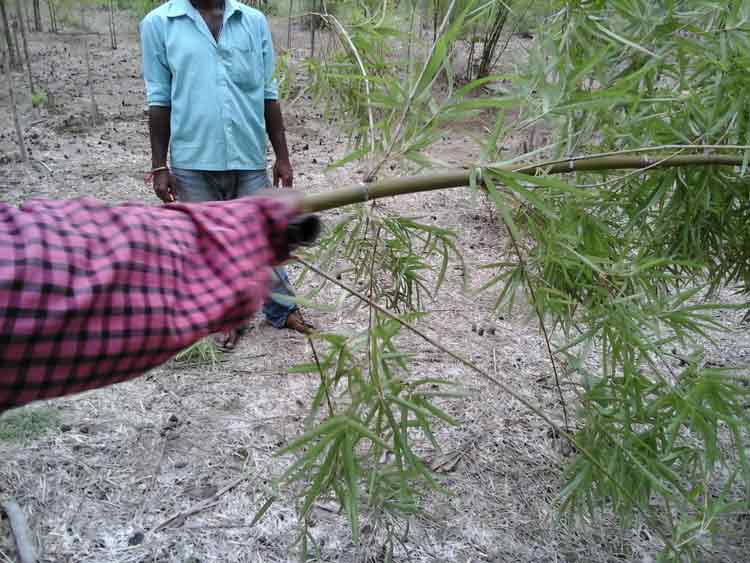 Calcutta Bamboo - Harvesting