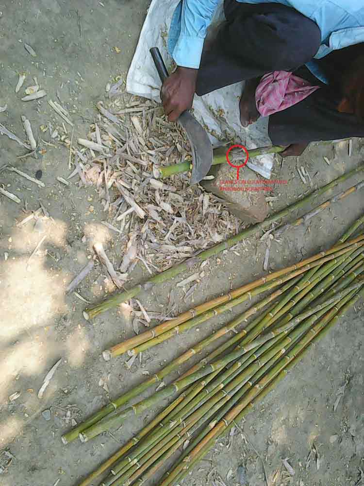 Calcutta Bamboo - Harvesting