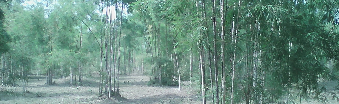 Calcutta Bamboo