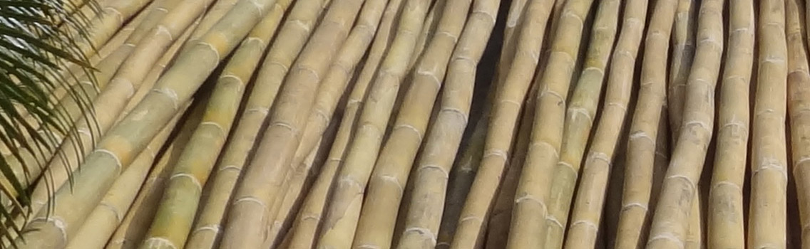 Calcutta Bamboo